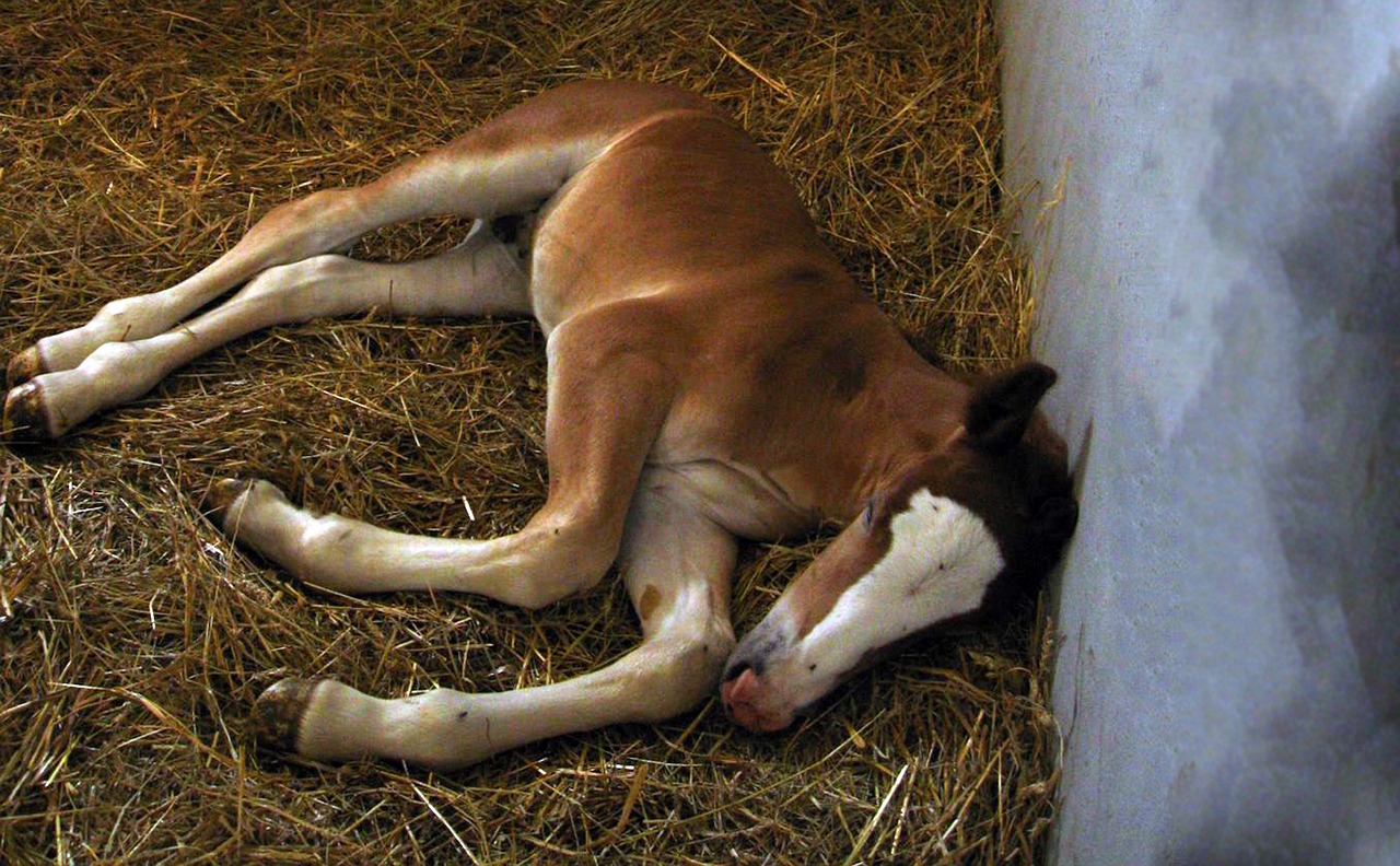 Foals and Foaling - Haynet